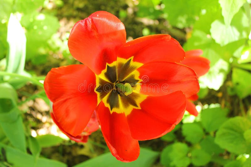 Open Red Tulip in the Garden Stock Image - Image of nature, tulip: 70561521