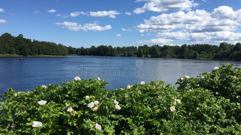 Wide River Surrounded by Greenery Stock Photo - Image of reservoir ...