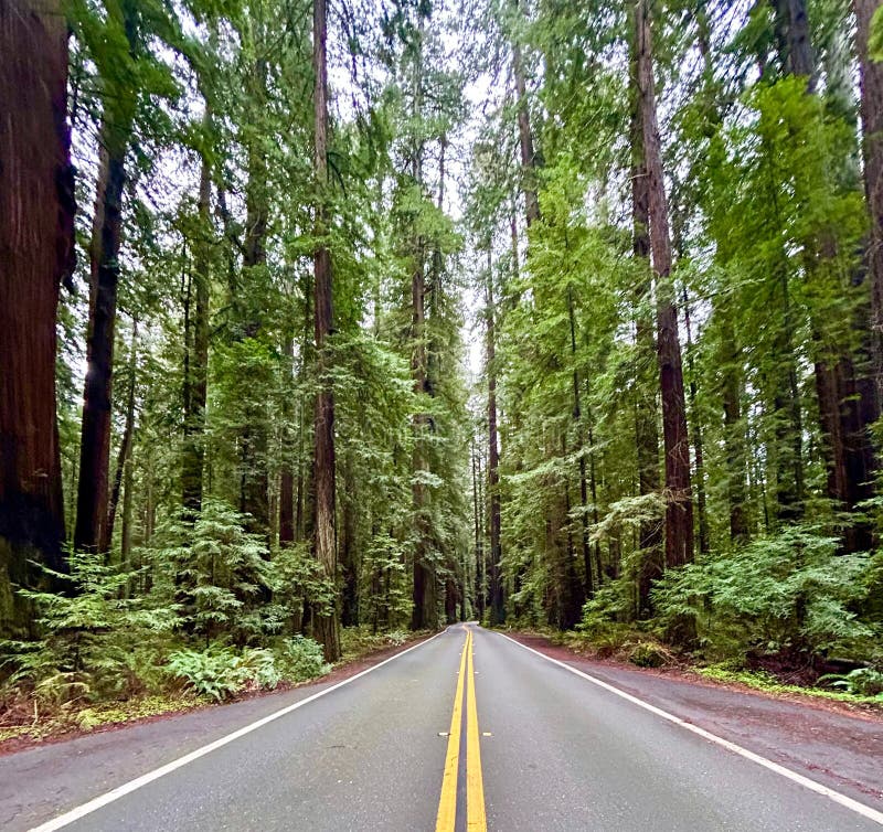 Open Road in a Redwood Forest Stock Image - Image of road, scenic ...