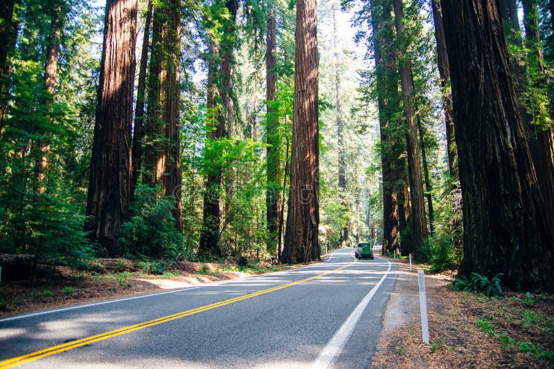 Open Road through Redwood Trees Straight and Empty in Summertime Stock ...