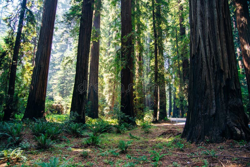 Open Road through Redwood Trees Straight and Empty in Summertime Stock ...