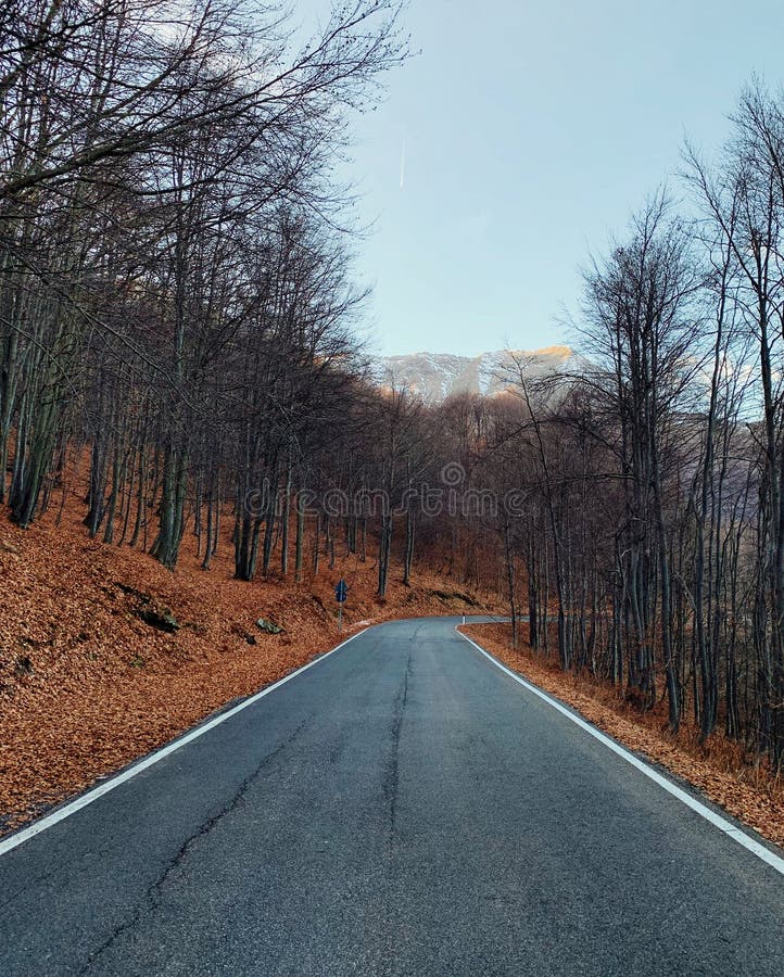 Open Road among Trees in the Alps. Stock Photo - Image of mountain ...