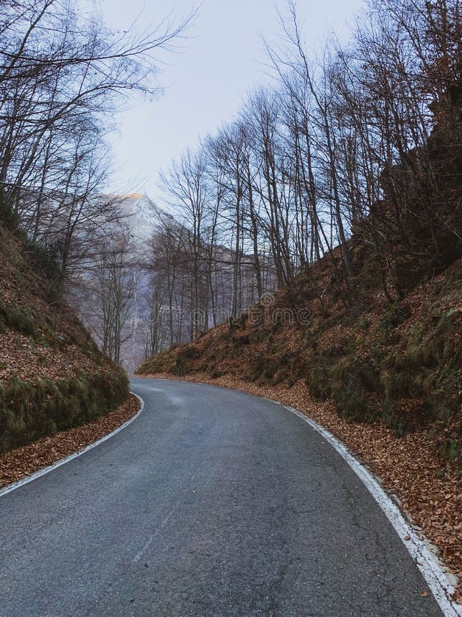Open Road among Trees in the Alps. Stock Photo - Image of mountain ...
