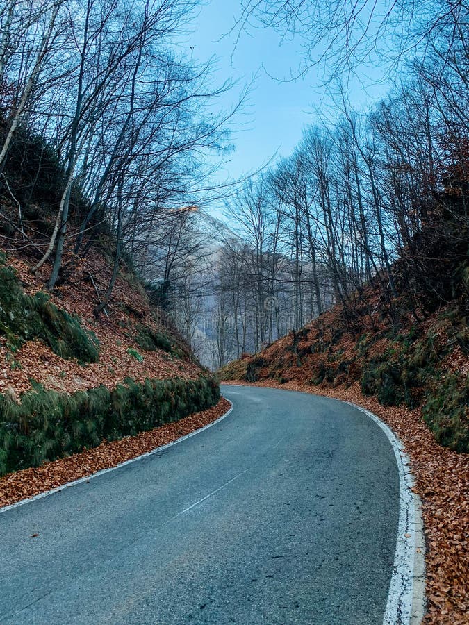 Open Road among Trees in the Alps. Stock Photo - Image of mountain ...