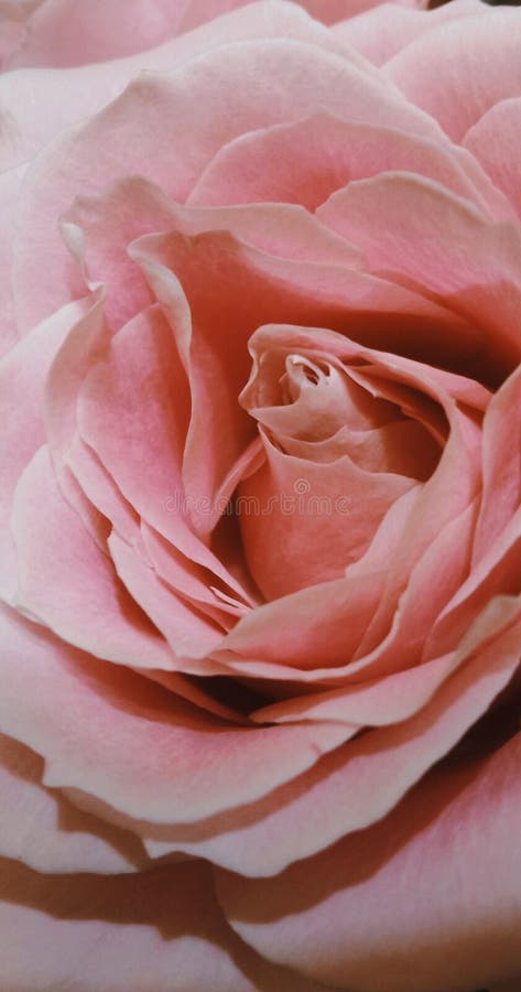 Open rosebud of pink rose stock image. Image of open - 240808037