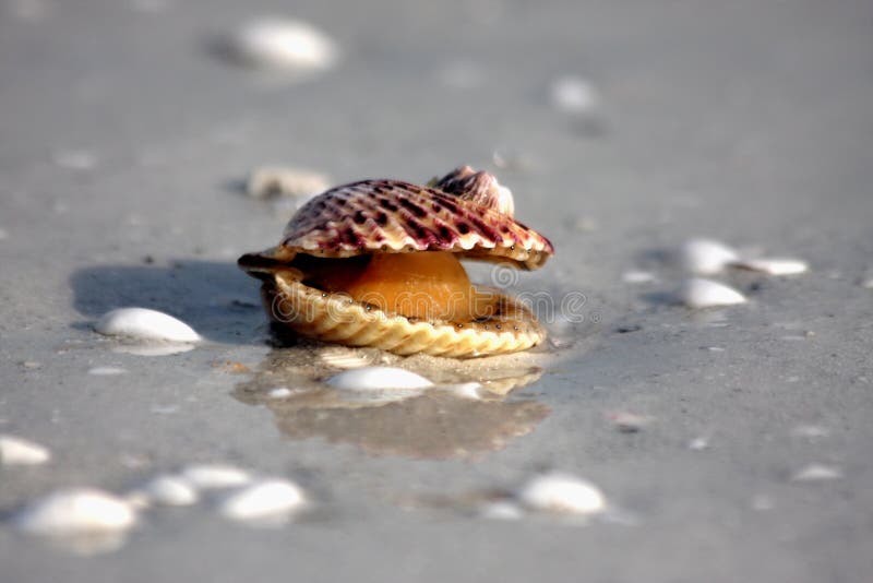 Open scallop in a shell stock image. Image of wood, cuisine - 27607019