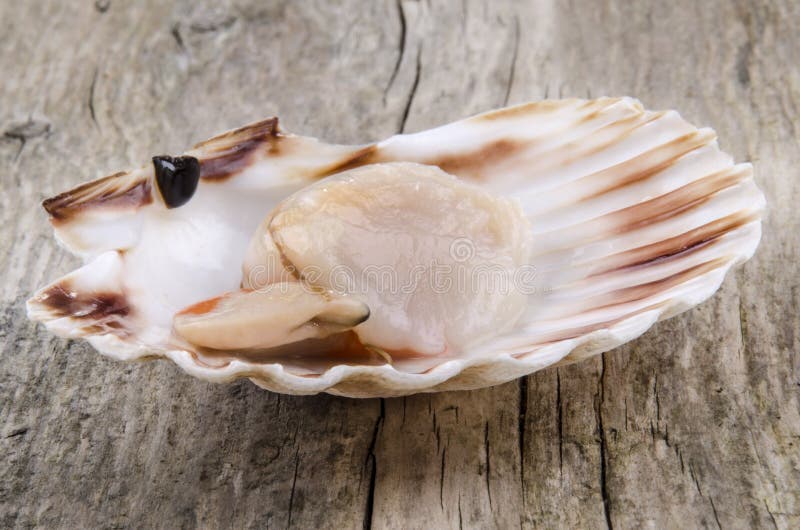 Open scallop in a shell stock image. Image of wood, cuisine - 27607019