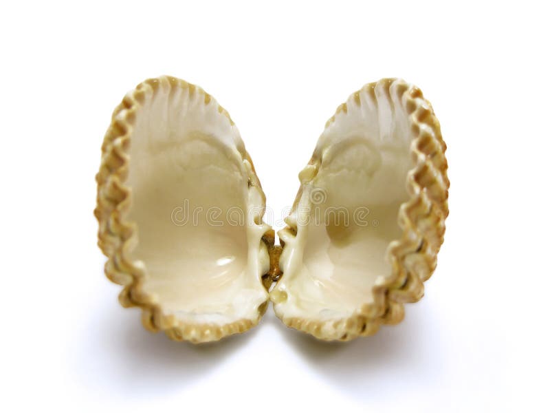 Scallop Shell Close Up on White Stock Image - Image of summer, shot ...