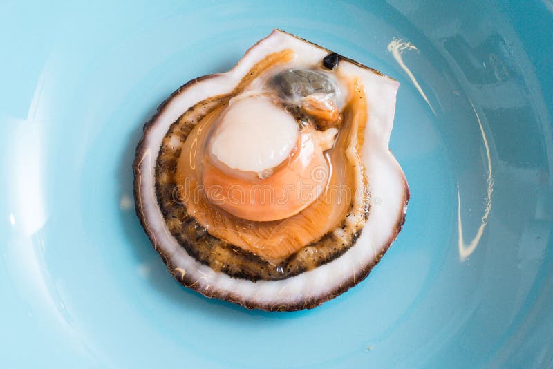 Open scallop shell stock photo. Image of fish, blue, dietary - 63306186