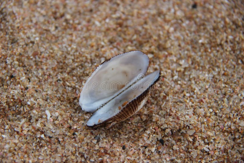 Shell stock image. Image of beach, sand, open, shell - 112875137