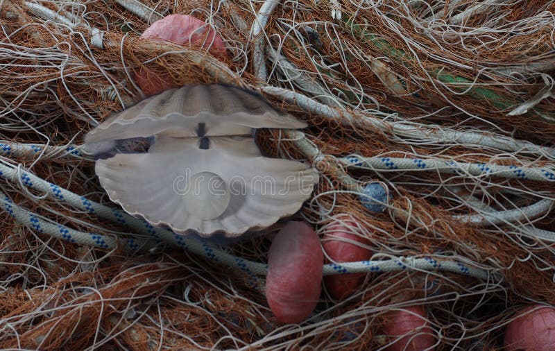 An Open Sea Shell With A Pearl Inside. Stock Photo - Image of fishing ...