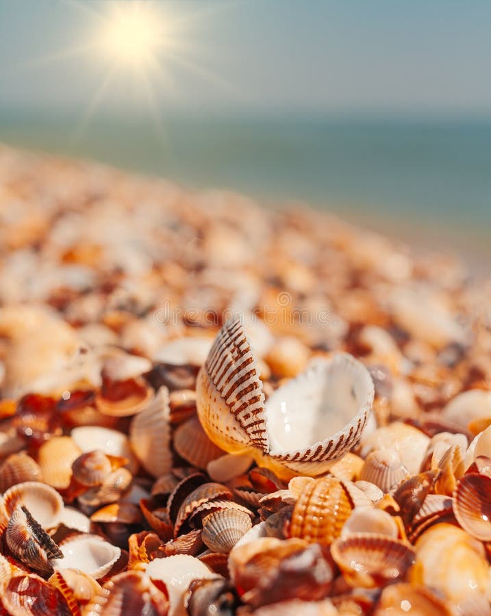 Seashell with Open Valves on the Summer Beach Near Sea Water. Stock ...