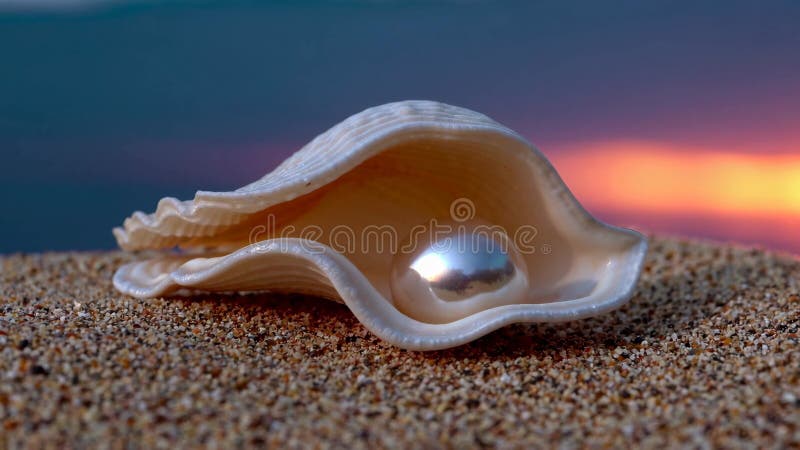 Open Seashell with Pearl on Sandy Beach at Sunset, Symbolizes Wealth ...