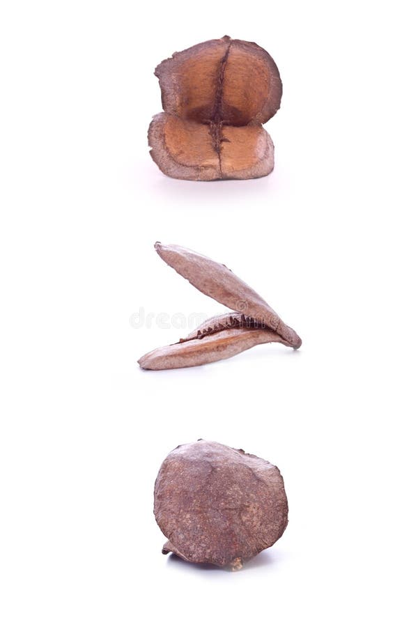 Open seed stock image. Image of tree, open, flower, exotic - 5462869