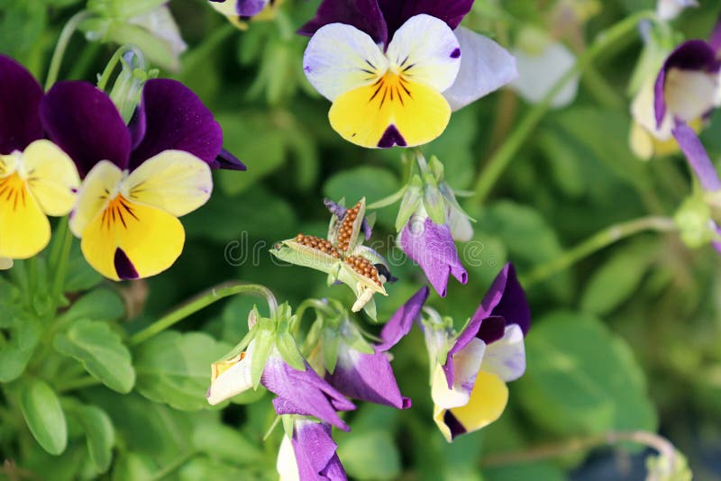 An Open Seed Pod and Viola Flowers Stock Photo - Image of cheerful ...