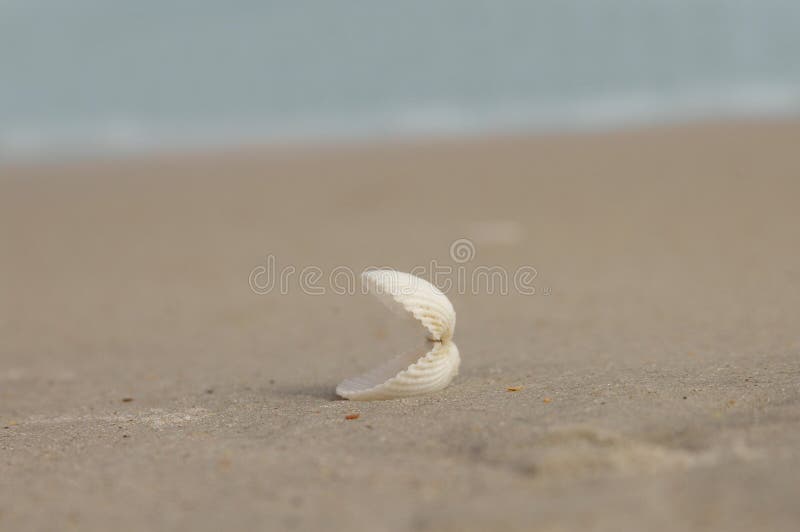Open shell stock image. Image of closeup, tropical, animal - 477599
