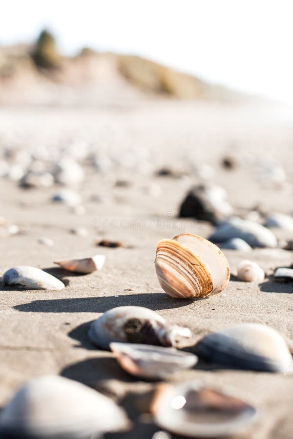 Open shell on beach stock photo. Image of sunlight, life - 43457442