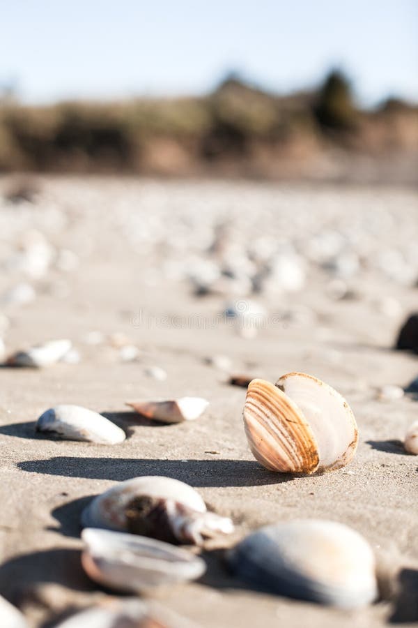 Beach Seashells stock photo. Image of seascape, idyllic - 3505144