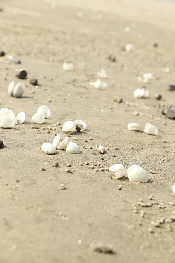 Shell in the Beach with Sand Stock Image - Image of mudflat, water ...