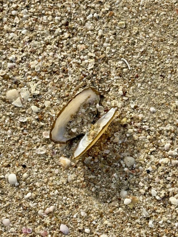 An Open Shell Lies on a Textured Sandy Beach, Surrounded by Tiny Shell ...