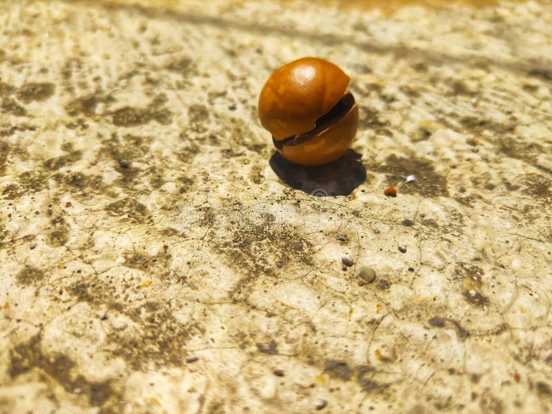 The Open Shell of the Macadamia Nut Stock Photo - Image of geology ...