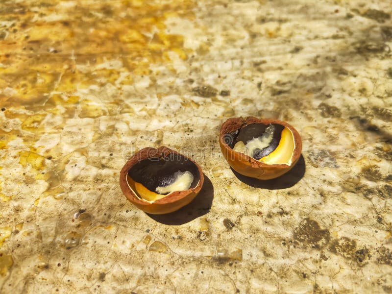 The Open Shell of the Macadamia Nut Stock Image - Image of flower ...