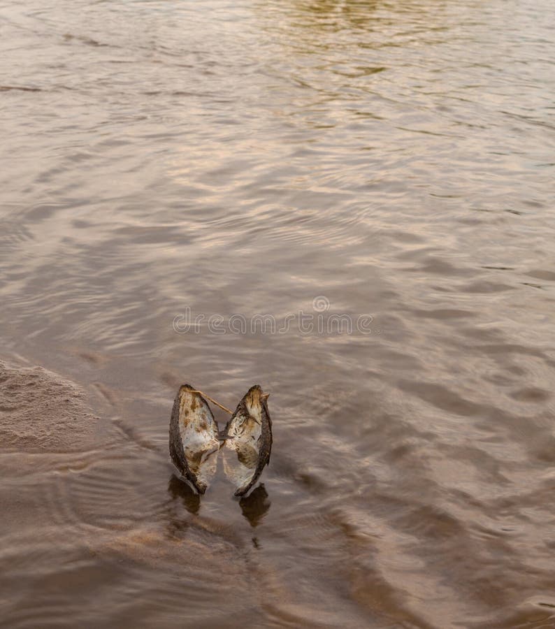 Open Shell Mussels of River Stock Image - Image of crassus, mussel ...