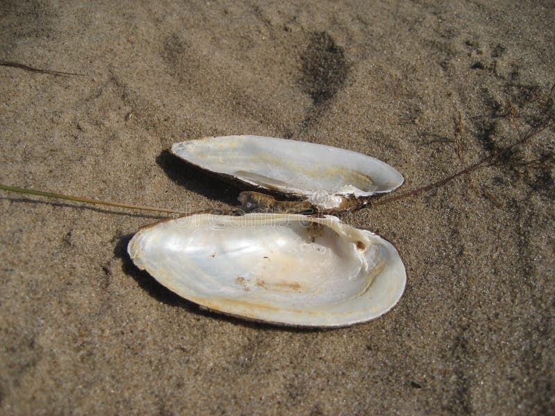 Open Shell on the River Sand Stock Image - Image of single, open: 89878817