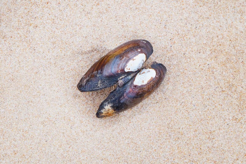 The open shell stock image. Image of animal, close, background - 89574655