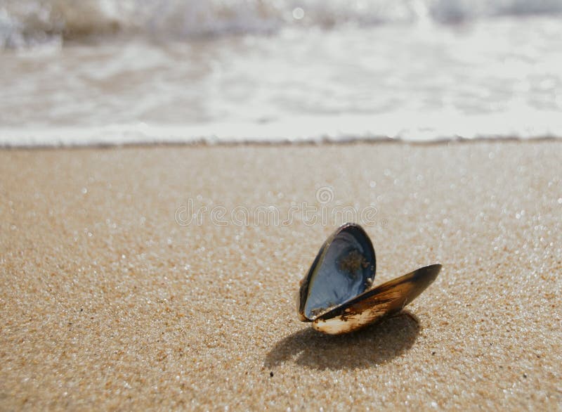 Open seashell on a beach stock photo. Image of shell - 130139040