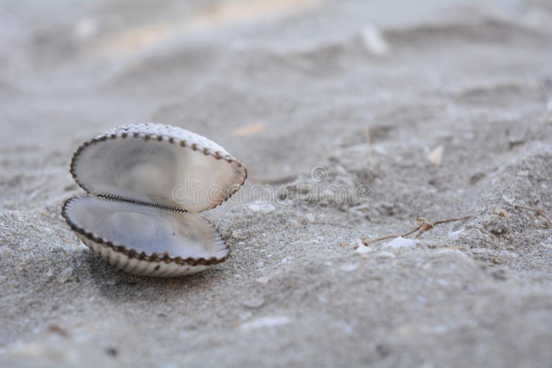 Open Sea Shell on Beach Sand and Blue Sky Stock Photo - Image of space ...