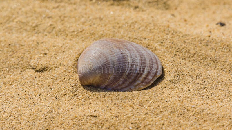 An Open Shell of a Seashell Lies on the Sand Stock Image - Image of ...