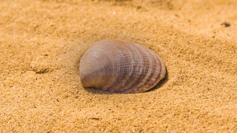 An Open Shell of a Seashell Lies on the Sand Stock Photo - Image of ...