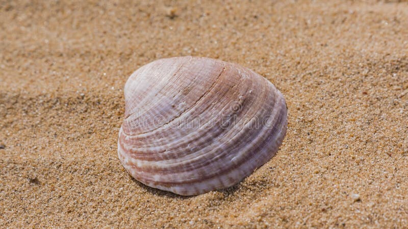 An Open Shell of a Seashell Lies on the Sand Stock Image - Image of ...