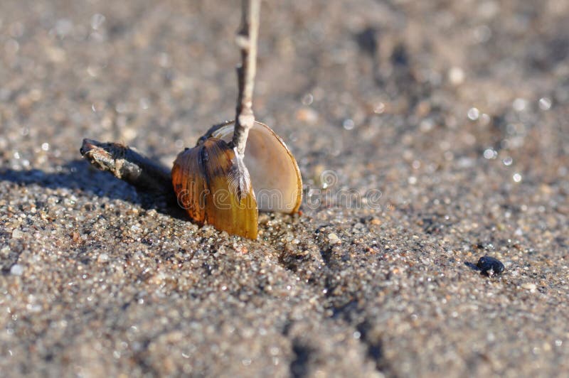 Freshwater mussel stock photo. Image of dead, beautiful - 108973750