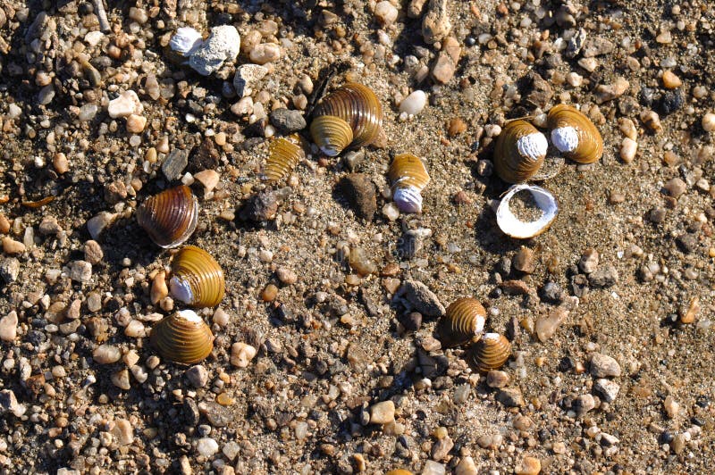 Shells on the river water stock image. Image of light - 106692119