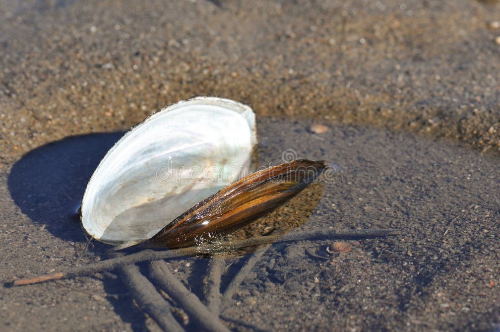 Shells from river stock photo. Image of bank, concept - 108909500