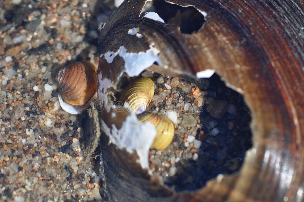 Shells from river stock image. Image of shells, beauty - 108915105