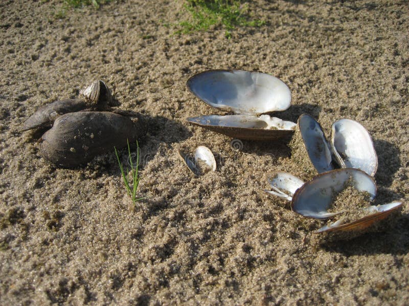 Open shells on the sand stock image. Image of sand, shell - 89879251