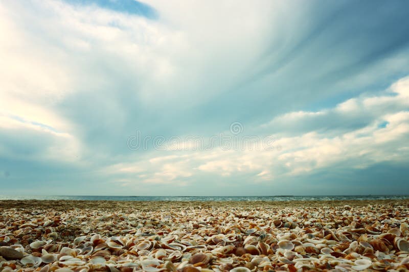 Open Sky View and Shells on the Seashore Stock Photo - Image of summer ...