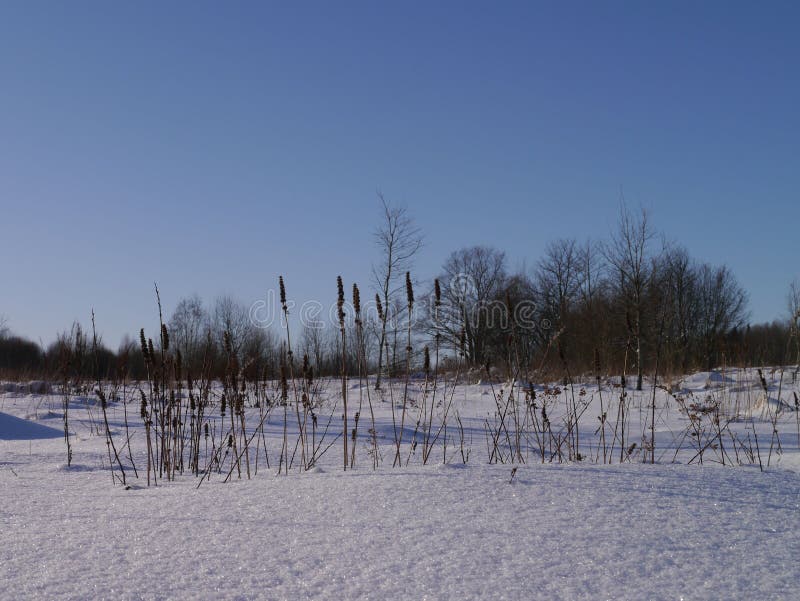 Open Snowy Area with Deciduous Trees and Plants Stock Photo - Image of ...
