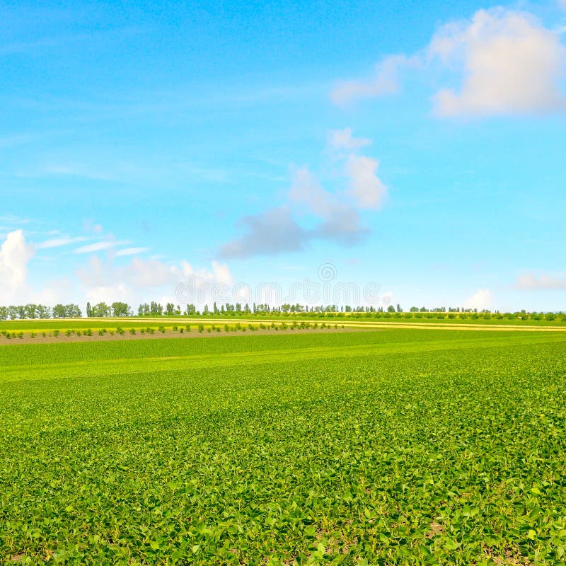 Soybean Field and Cloudy Sky. Agricultural Landscape Stock Image ...