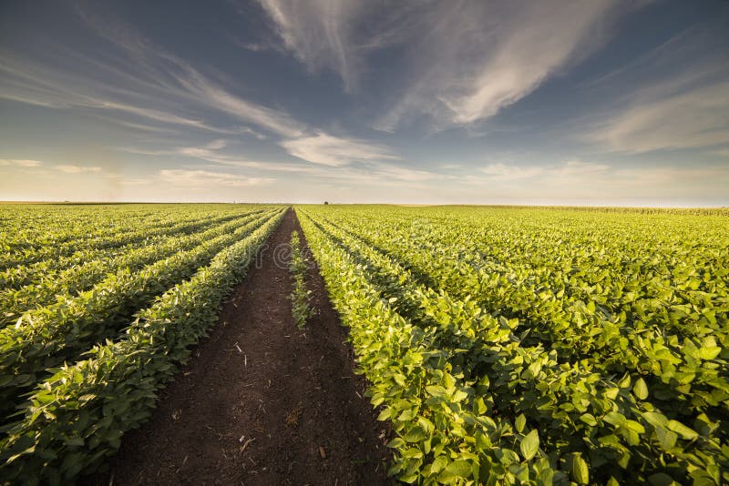 Open Soybean Field at Sunset Stock Image - Image of farmland, farming ...