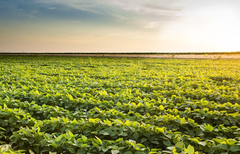Open Soybean Field at Sunset Stock Photo - Image of leaves, country ...