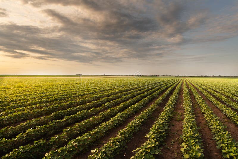 Open Soybean Field at Sunset Stock Photo - Image of plant, countryside ...