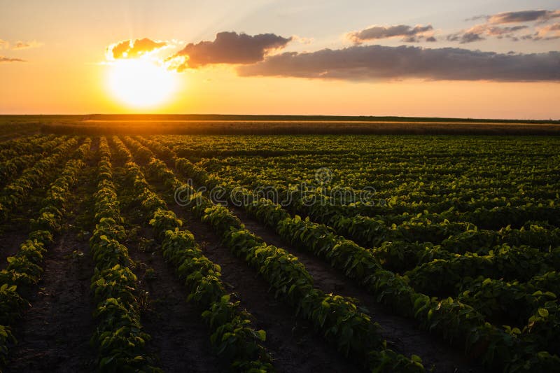 Open Soybean Field at Sunset Stock Photo - Image of growth, leaf: 281108978