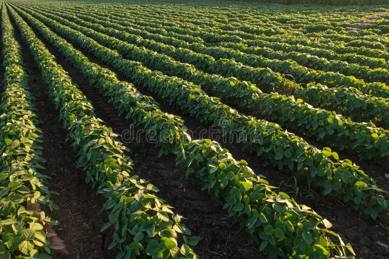 Open Soybean Field at Sunset Stock Photo - Image of darkening, soybeans ...