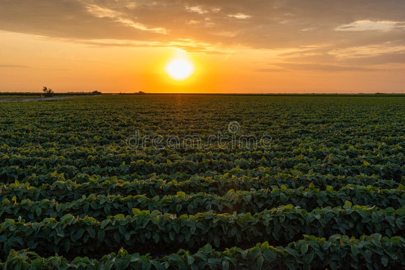 Open Soybean Field at Sunset Stock Image - Image of twilight ...