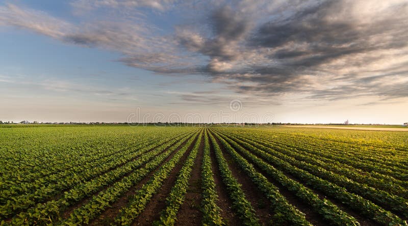 Open Soybean Field at Sunset Stock Image - Image of darkening ...