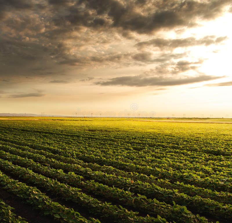Open Soybean Field at Sunset Stock Image - Image of darkening, dusk ...
